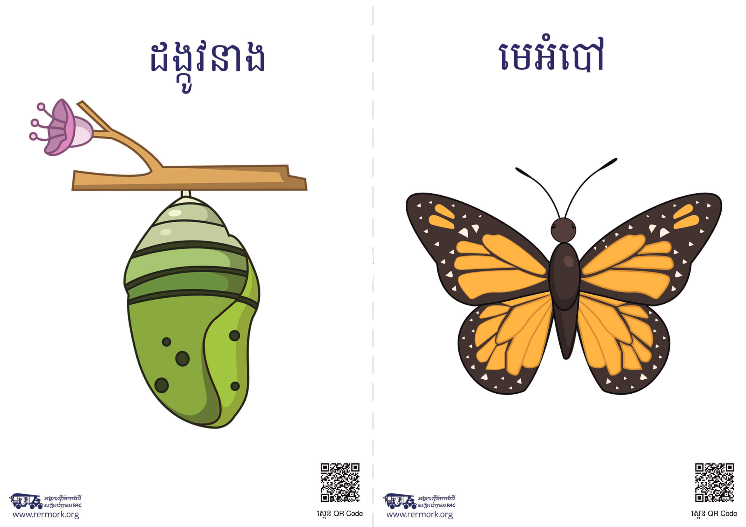 វដ្តជីវិតសត្វមេអំបៅ (ពណ៌) – Rermork Digital Library